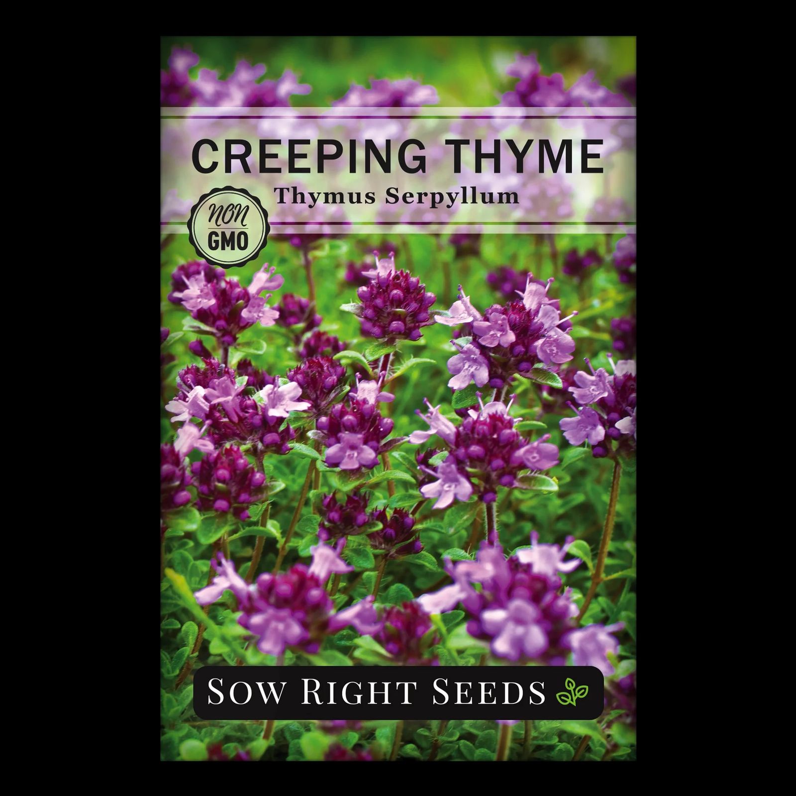 6 walkable groundcover plants that are perfect for paths | Livingetc