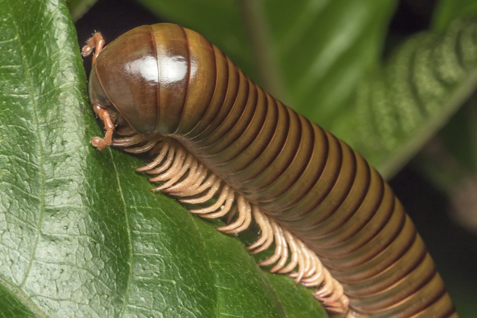 Does It Fart? 10 Fascinating Facts About Animal Toots | Live Science