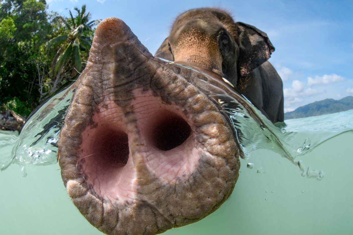 Pink dolphin portrait is the world's best underwater photograph ...