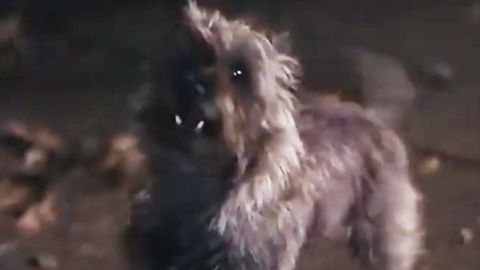 32 Times A Dog Ended Up Saving The Day In Movies And TV Shows | Cinemablend