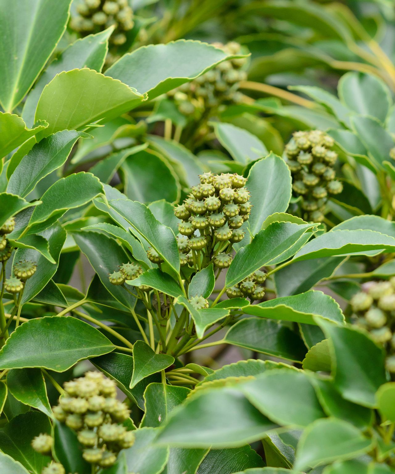 Jungle plants: 16 options for lush and leafy borders | Gardeningetc