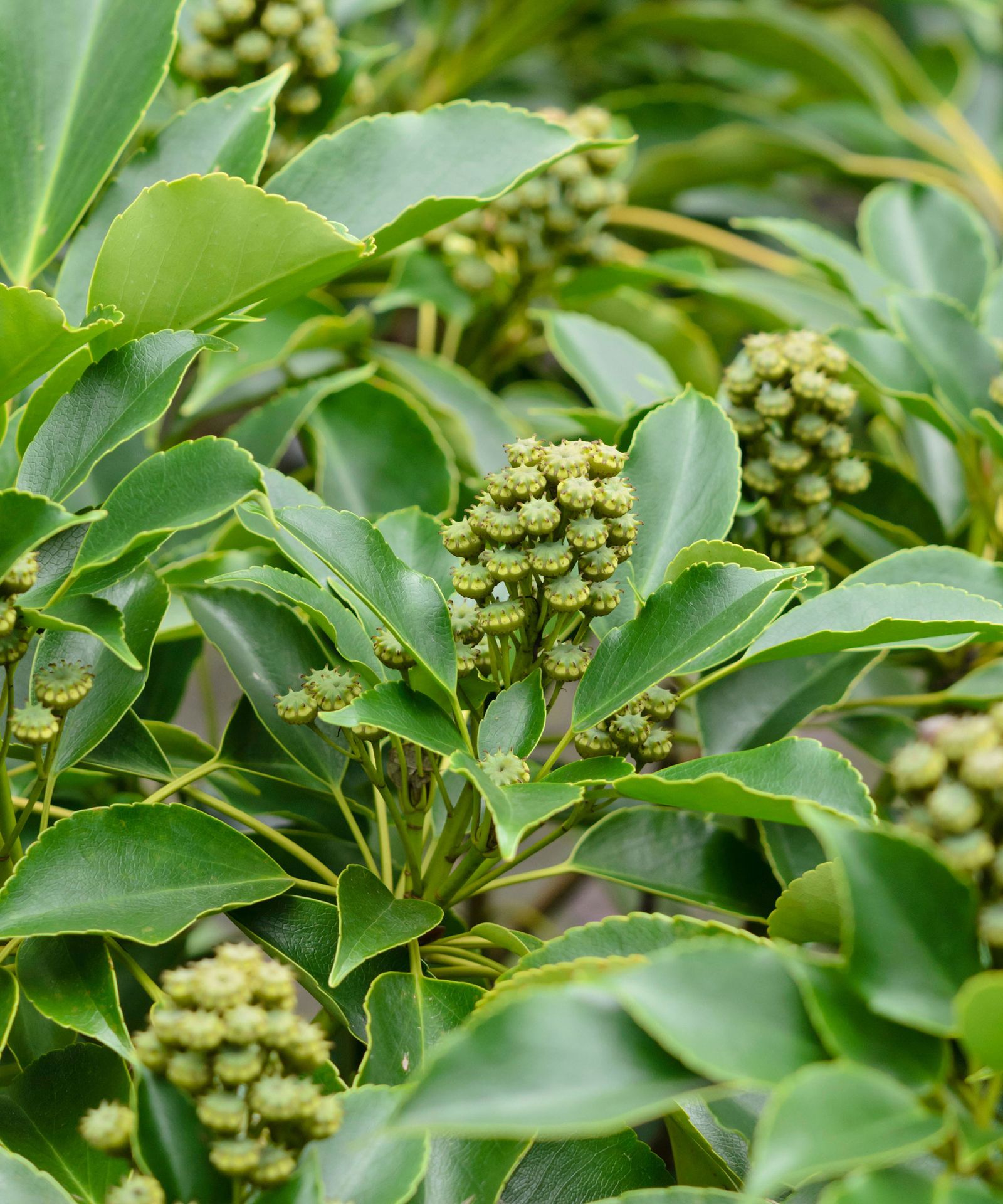 Jungle plants: 16 options for lush and leafy borders | Gardeningetc