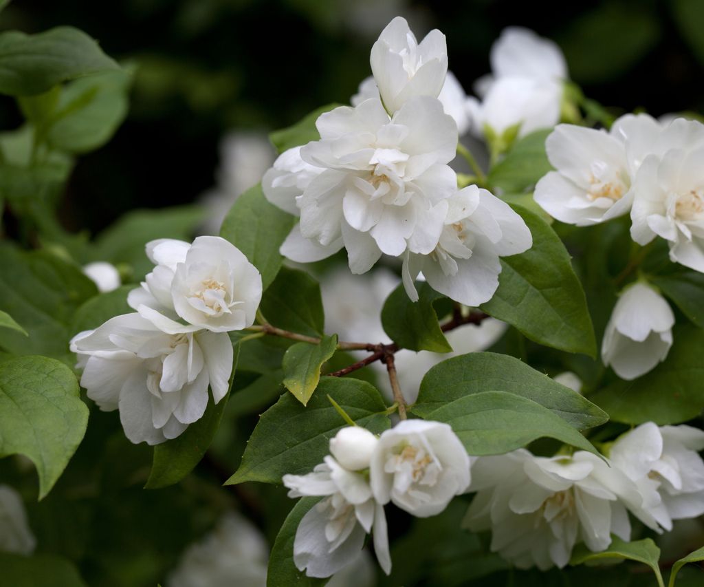Mock orange varieties: 12 stunning types of philadelphus | Homes and ...