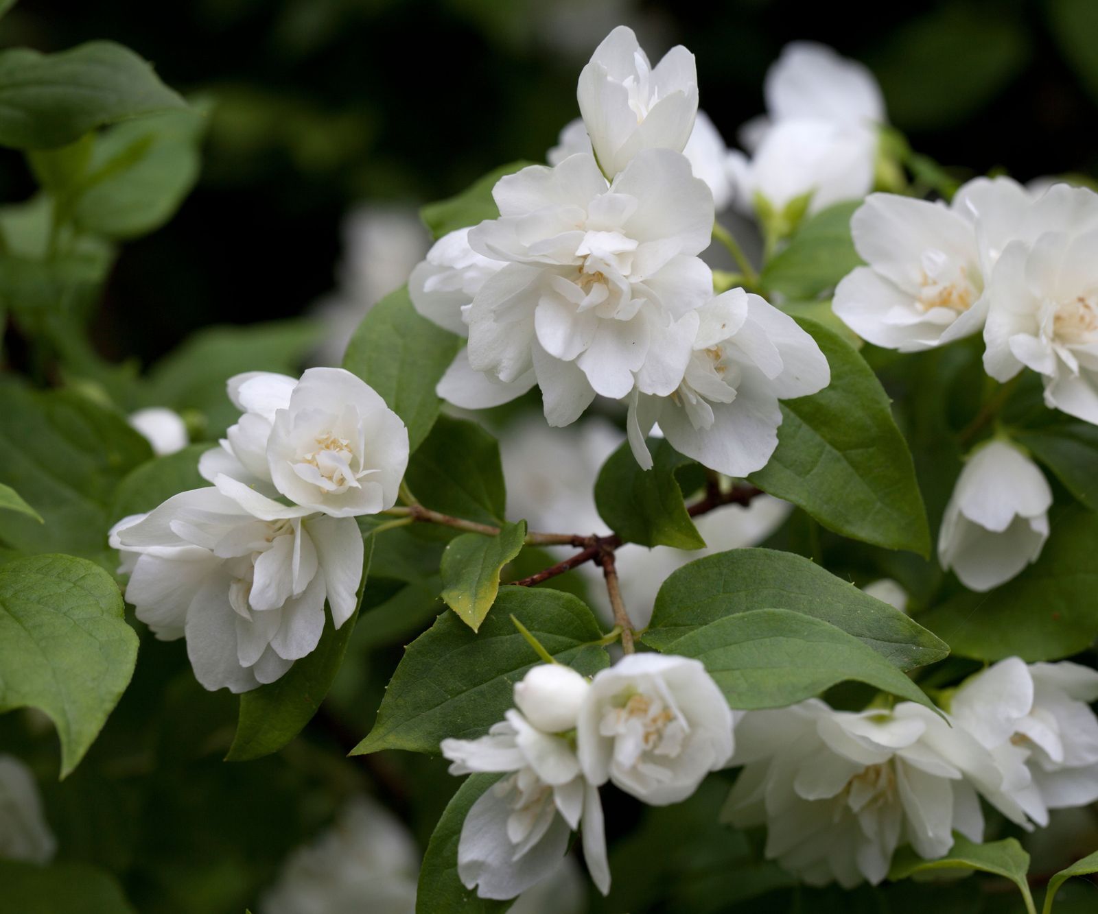 Mock orange varieties: 12 stunning types of philadelphus | Homes and ...
