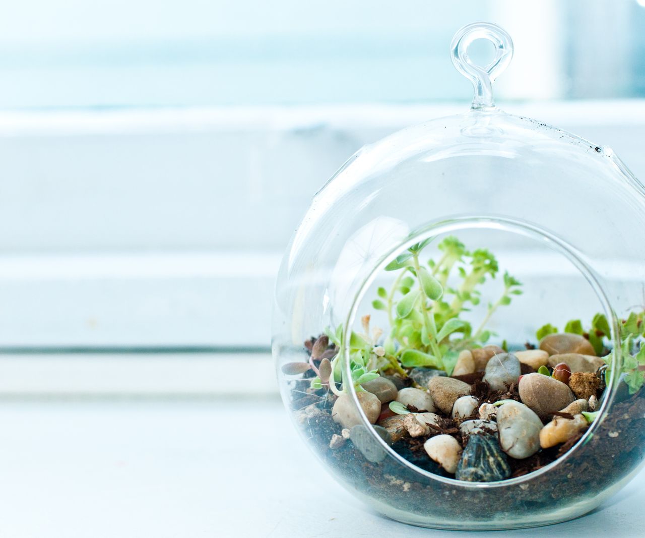 Terrarium care mistakes: 5 fatal errors you need to avoid | Homes and ...