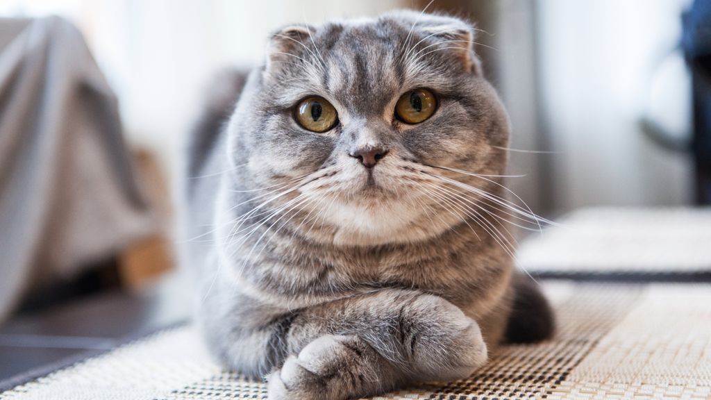 32 low energy cat breeds for owners who just want to chill | PetsRadar