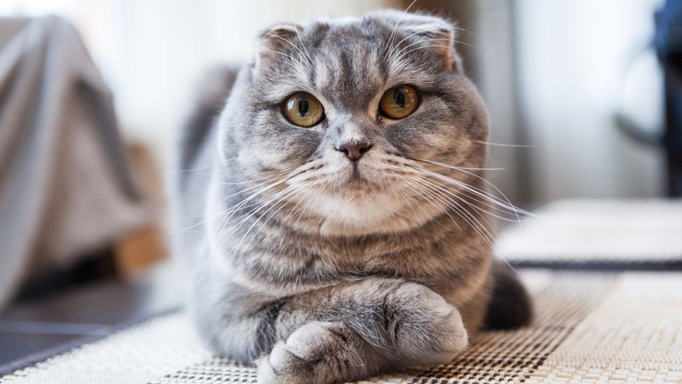 32 low energy cat breeds for owners who just want to chill | PetsRadar