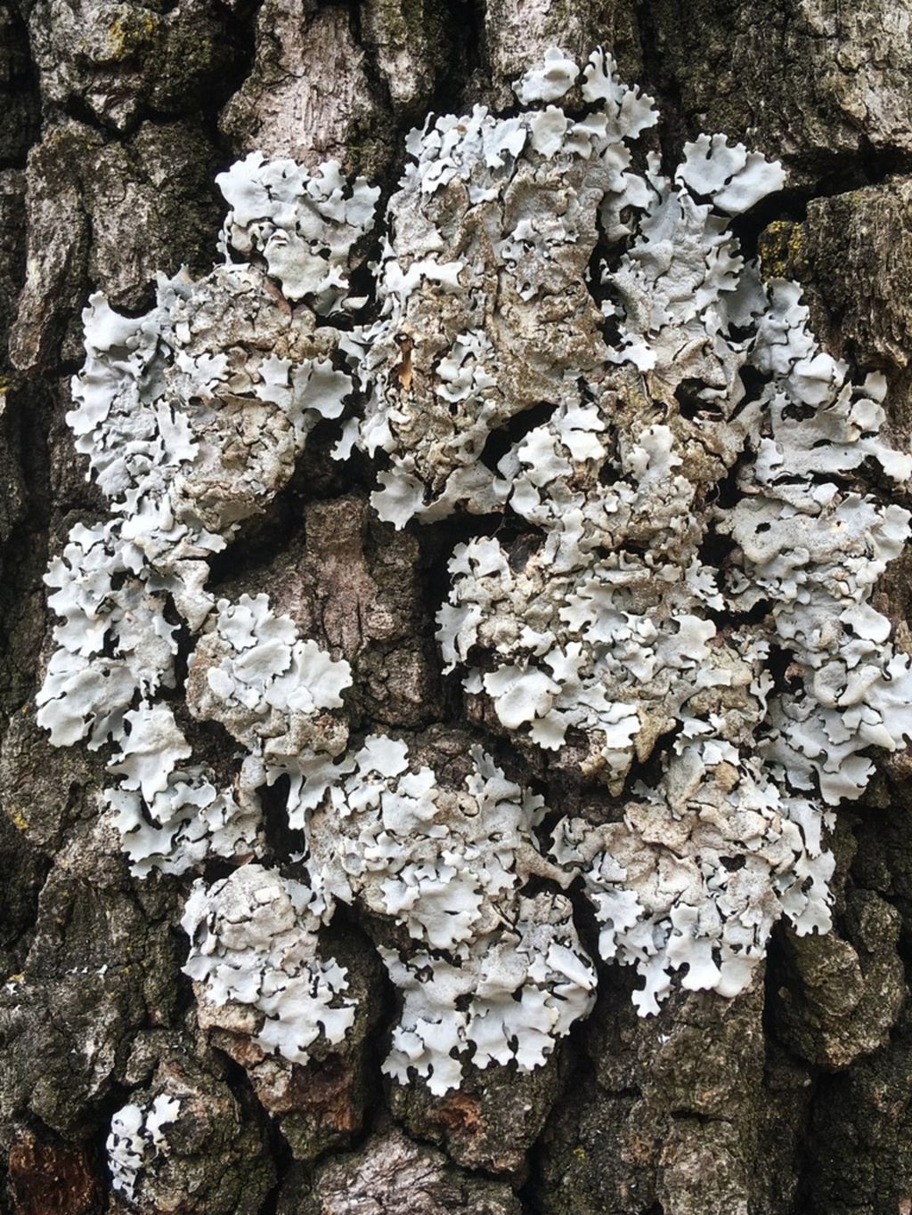 Tree Lichens: Treating Lichen On Tree Bark | Gardening Know How