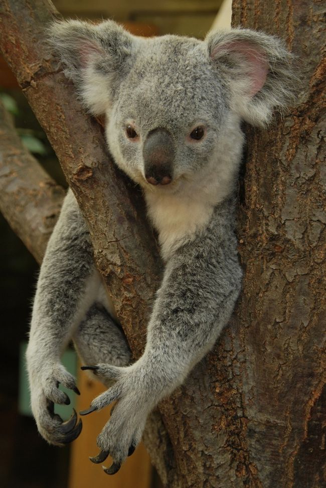 Koalas: Facts About Iconic Marsupials | Live Science