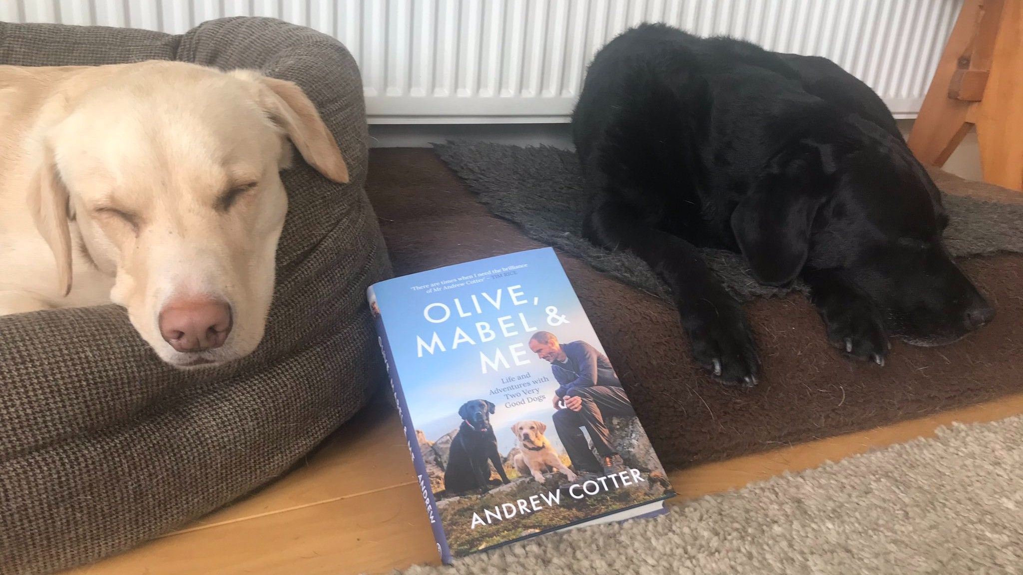Olive and Mabel, the labradors that broke the internet, get their own ...