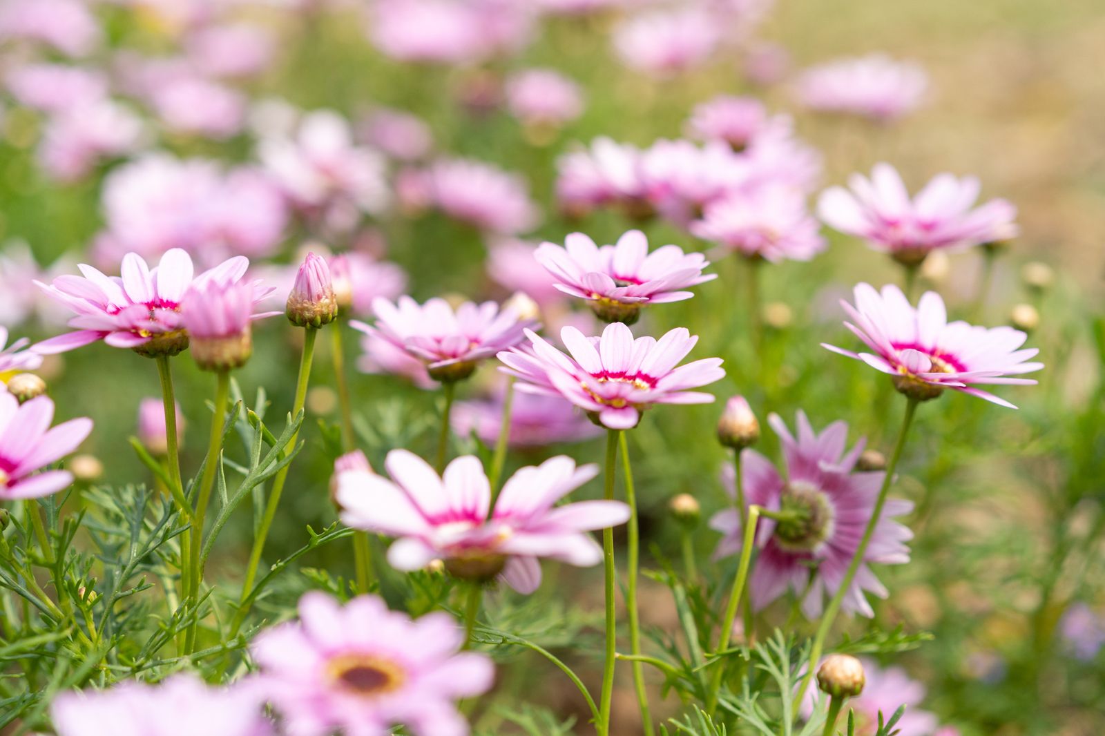 The 5 worst flowers for allergies, according to experts | Livingetc