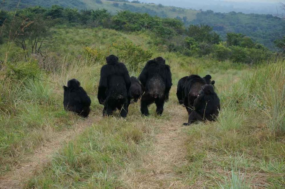 Image Gallery: Lethal Aggression in Wild Chimpanzees | Live Science