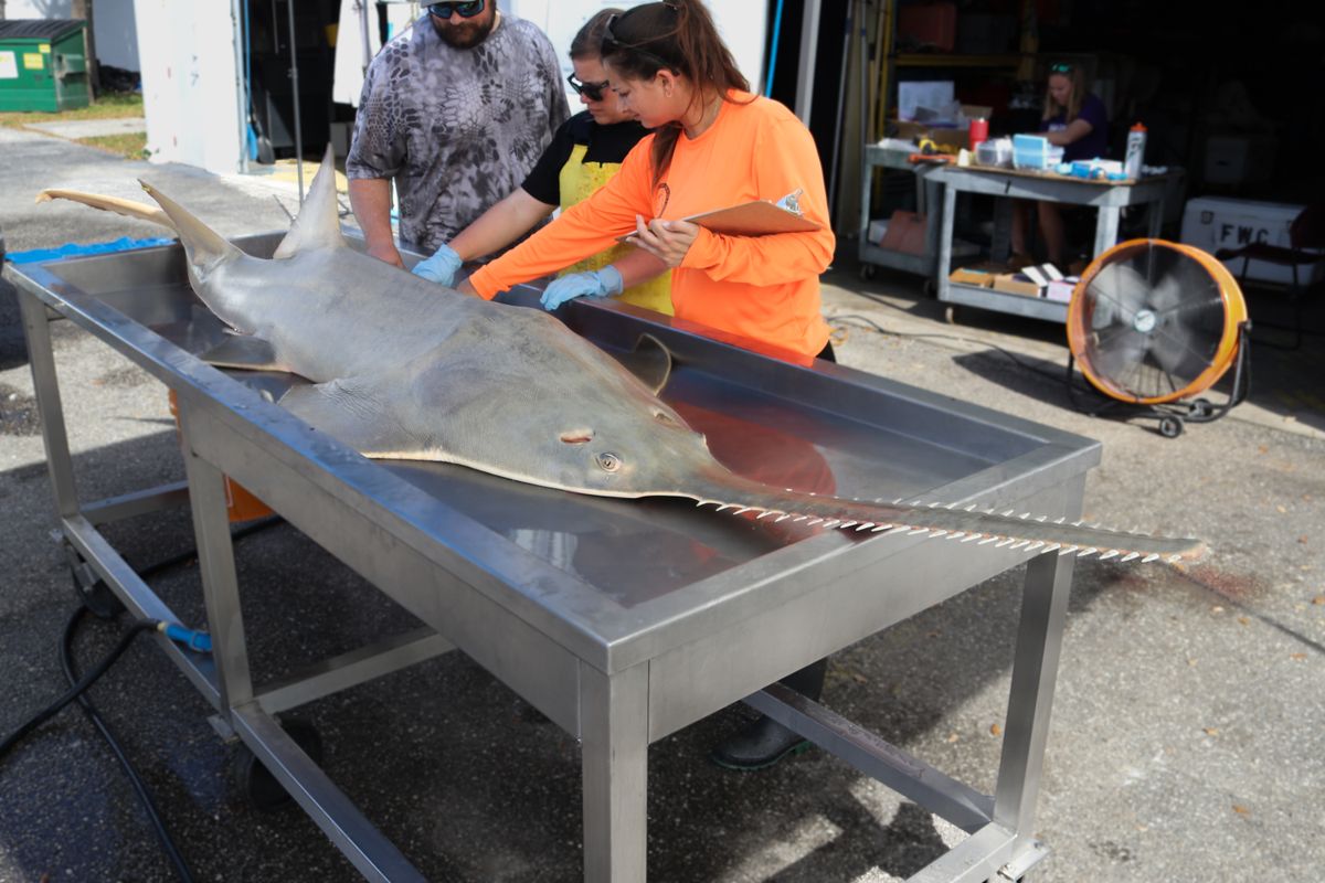 Florida's smalltooth sawfish mass die-off mystery deepens as lab ...