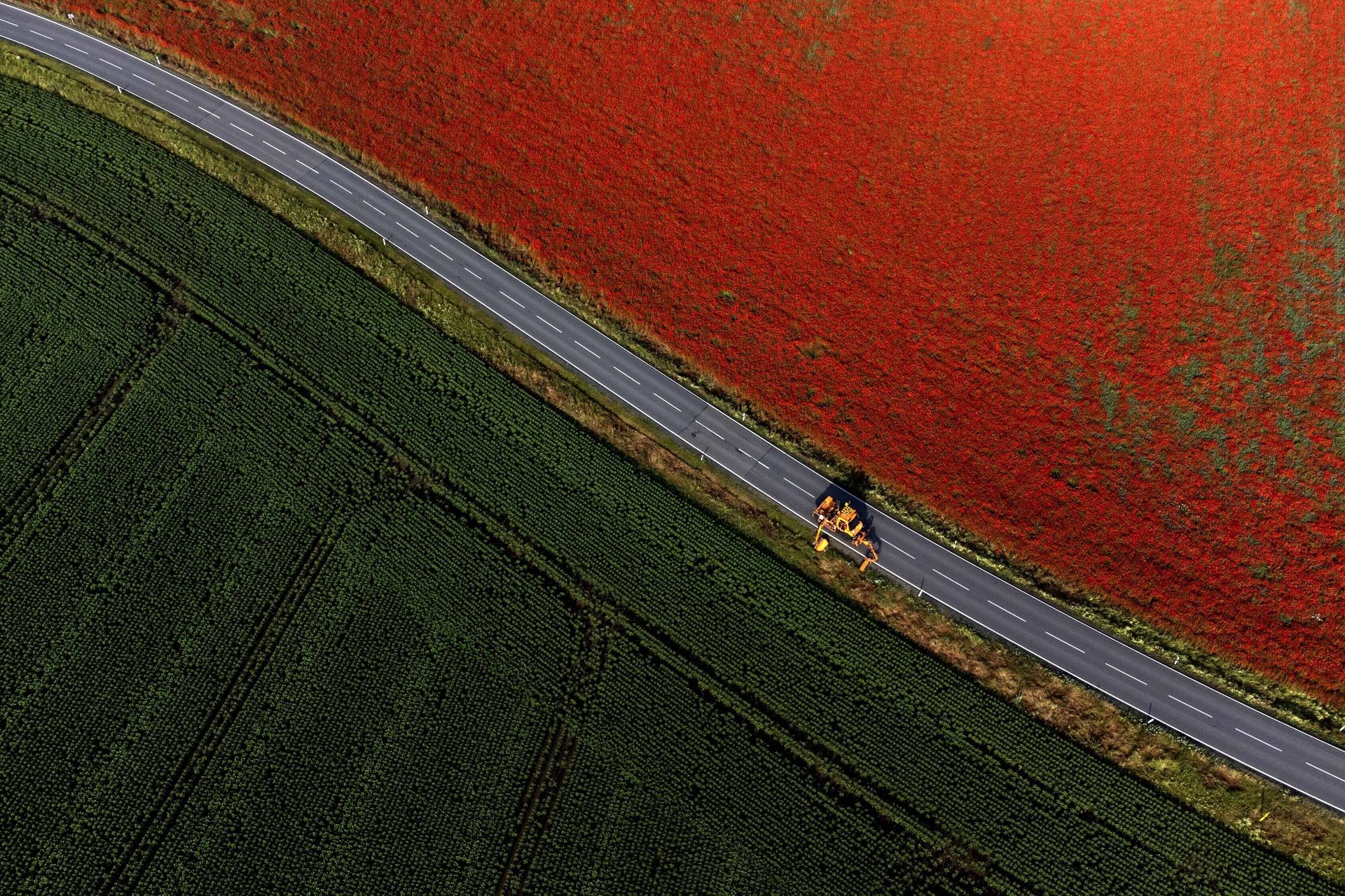 A field of poppies, a cold shower and more | The Week