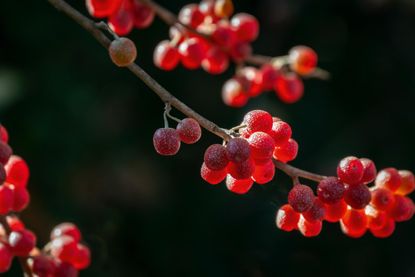 Nine unusual berries that you should be growing in your garden, from ...