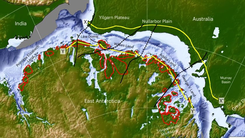 Remains of 90 million-year-old rainforest discovered under Antarctic ...