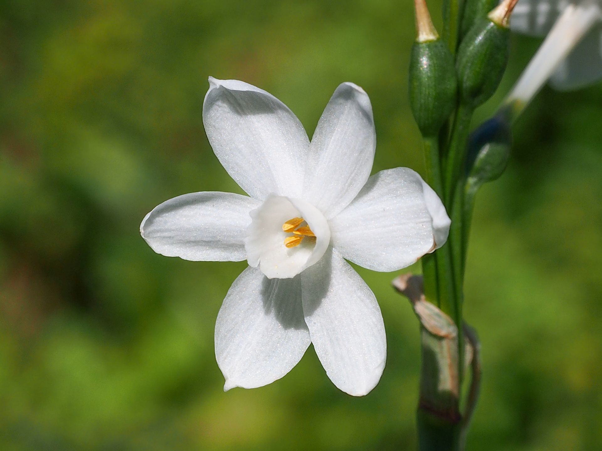 How Do I Get My my Paperwhites to Bloom? Here's 5 Simple Ways | Livingetc