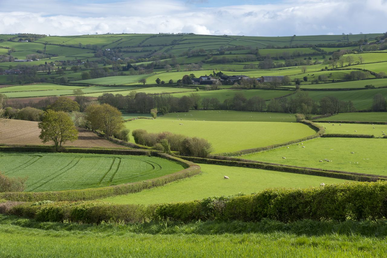 The 10 most famous trees in Britain, and the (often grisly) stories ...