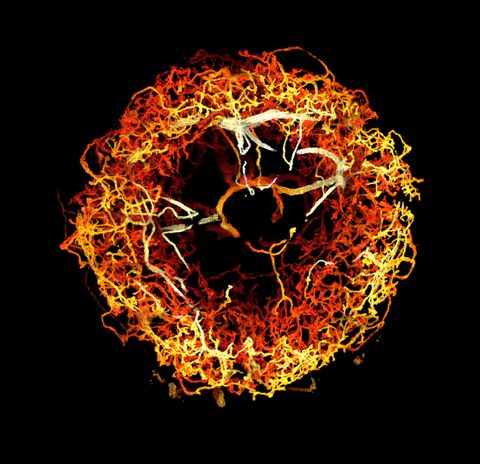 Check Out These Amazing Super-Detailed Images of Fruit Fly Brains ...