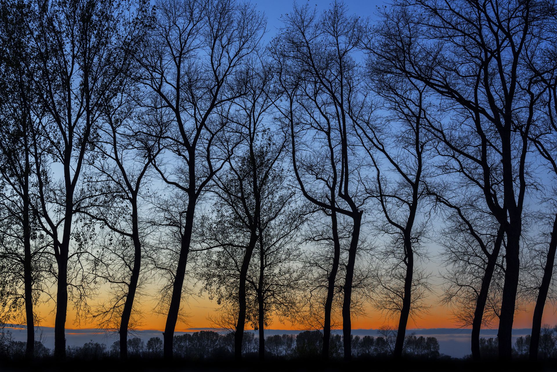 The evergreen appeal of winter tree planting | Country Life