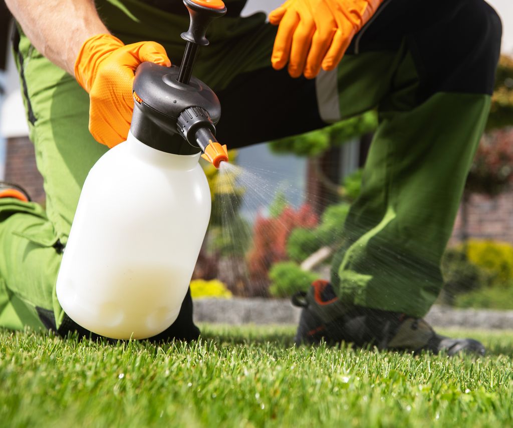 How to get rid of moss in lawns: 6 simple ways | Homes and Gardens