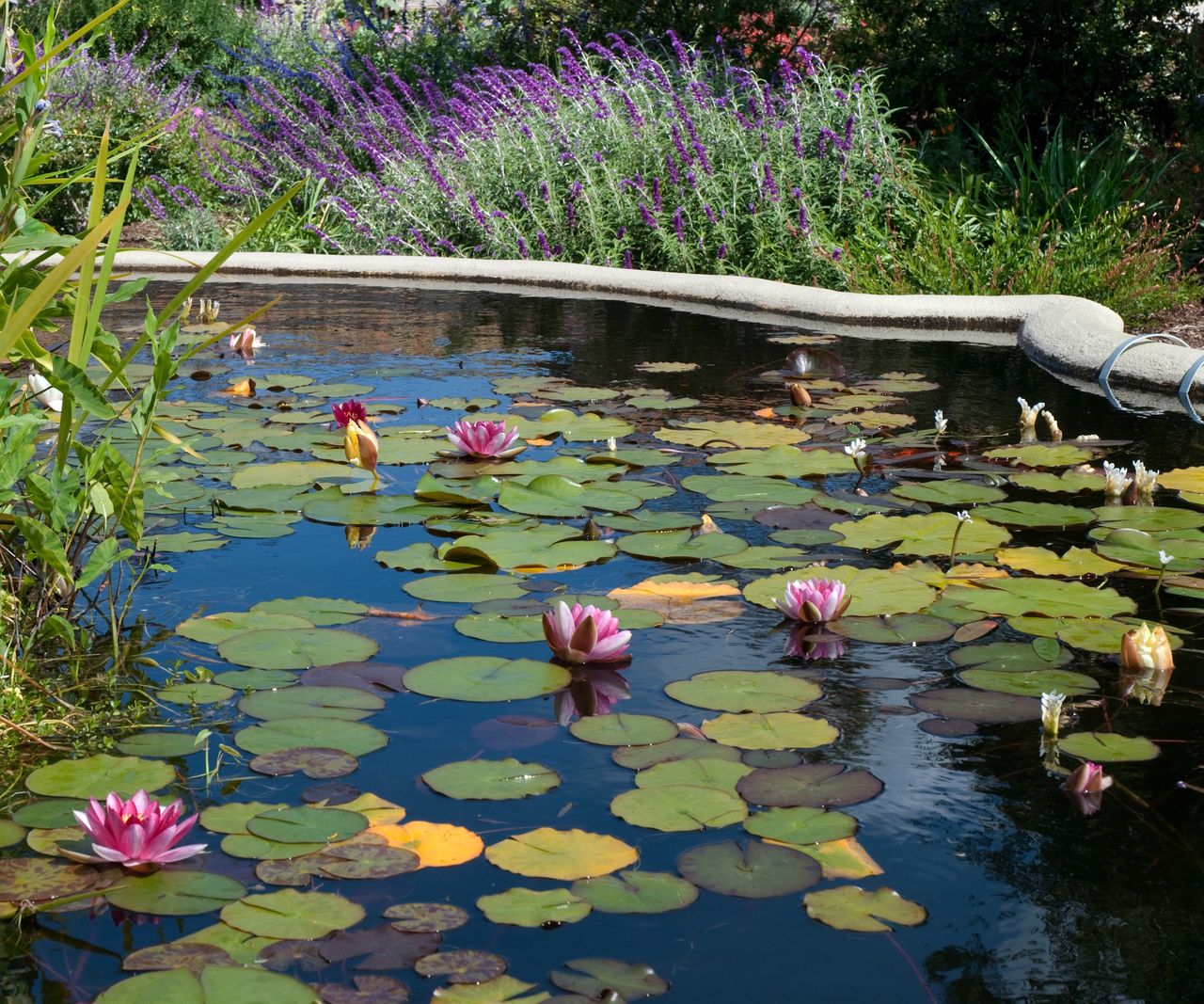How to grow waterlilies: expert pond plant advice | Homes and Gardens