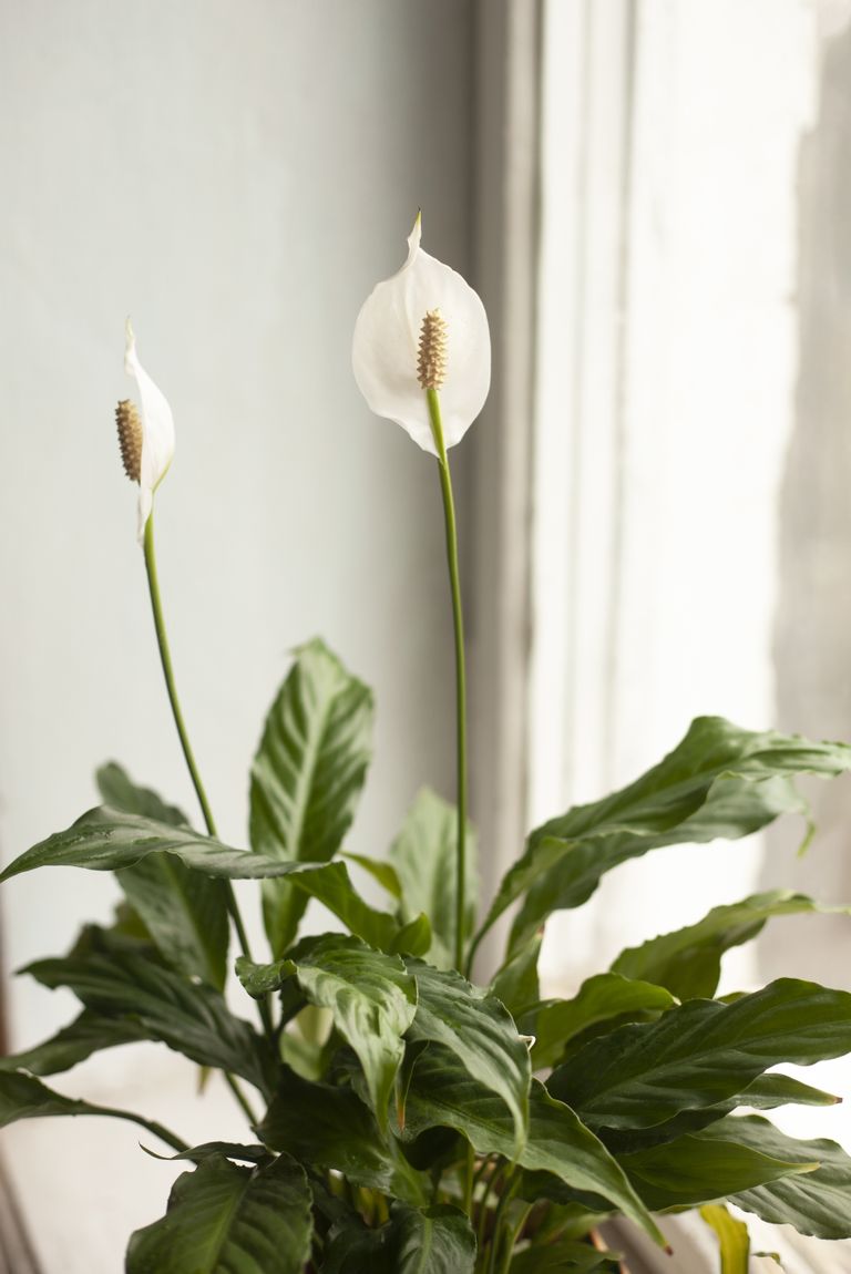 Peace Lily Care — How to Take Care of Your Houseplant | Livingetc