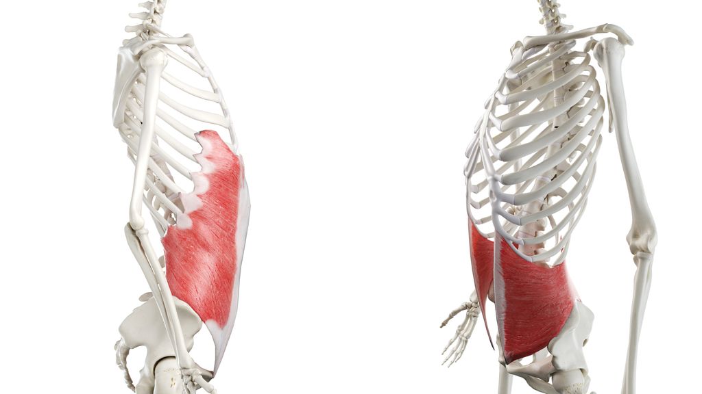 The oblique muscles: What are they and how to make them stronger | Live ...