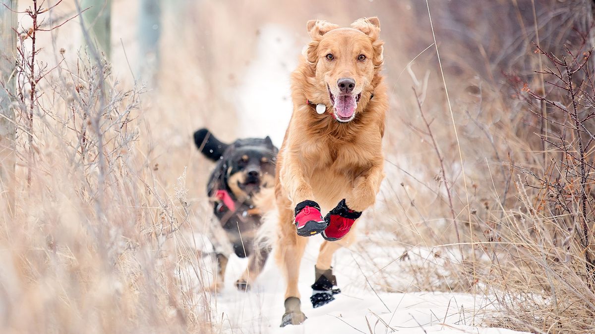How to protect dog paws in winter | PetsRadar