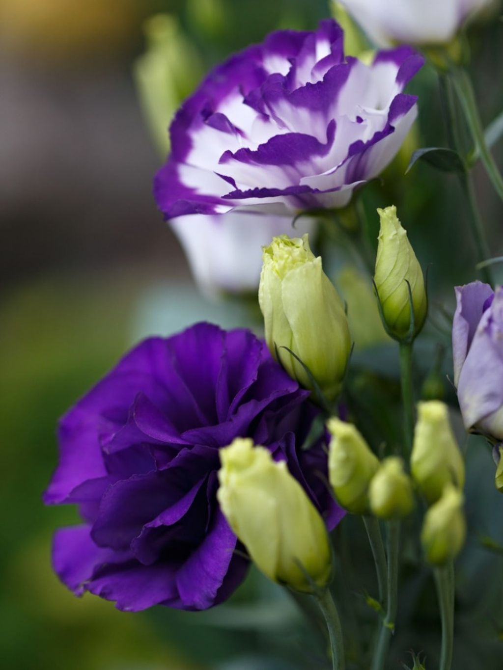Lisianthus Plants: Learn How To Grow Lisianthus Flowers | Gardening ...