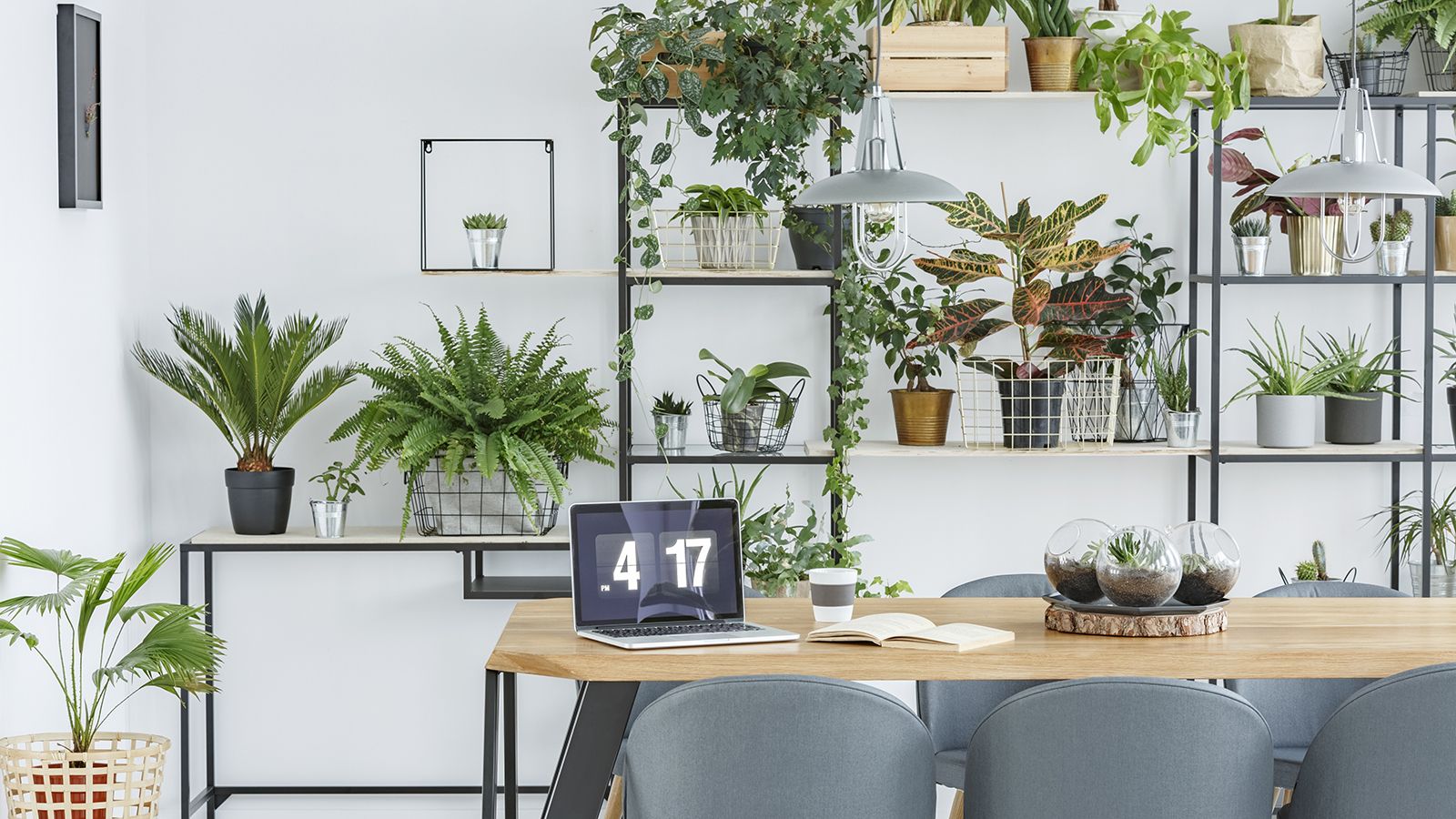 12 of the best office plants to boost your concentration