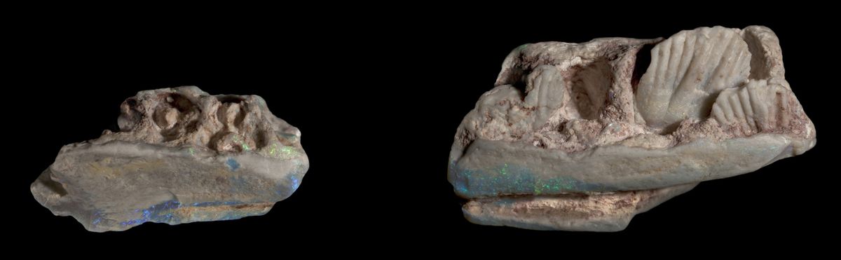 Opal-Filled Fossils Reveal Timid, Dog-Size Dinosaur That Lived Down ...