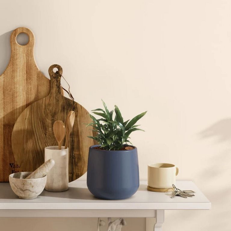 Best blue houseplants to create a calm indoor environment | Homes and ...