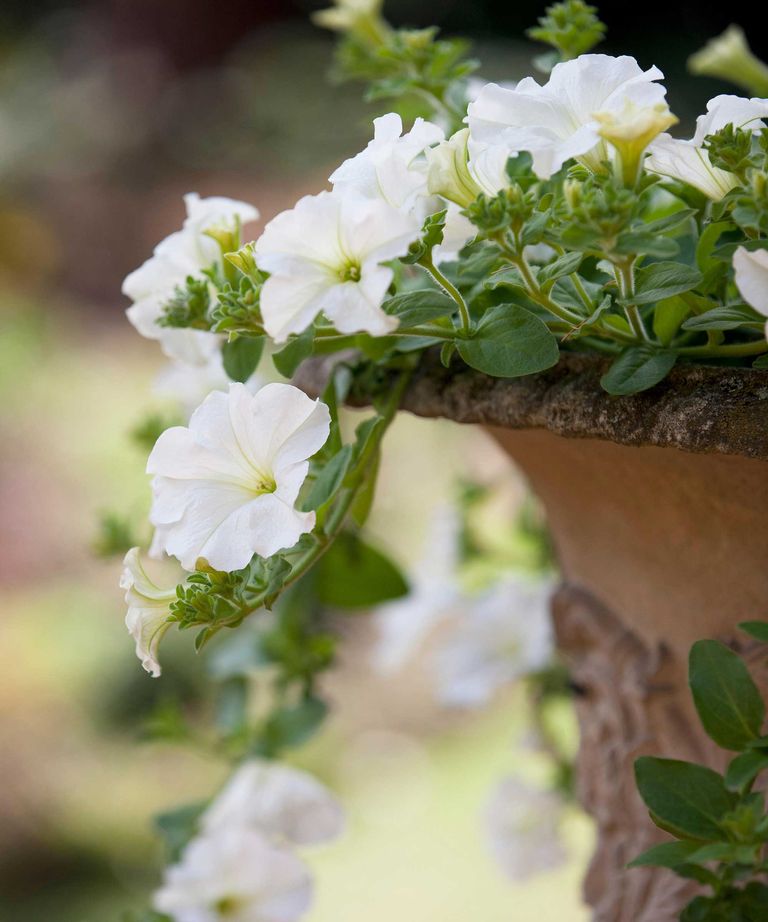 Flowers for pots in full sun – 10 cheerful choices | Homes and Gardens