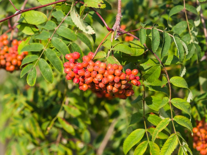 Tips & Information about Zone 3 | Gardening Know How