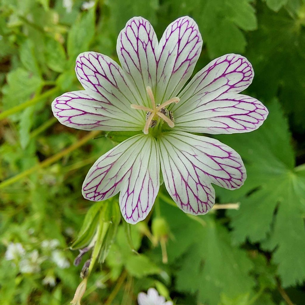 How to grow geraniums: easy care plants for pots and borders | Ideal Home