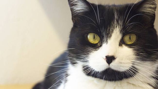 FIV in cats: Vet's guide to symptoms, treatment and management | PetsRadar