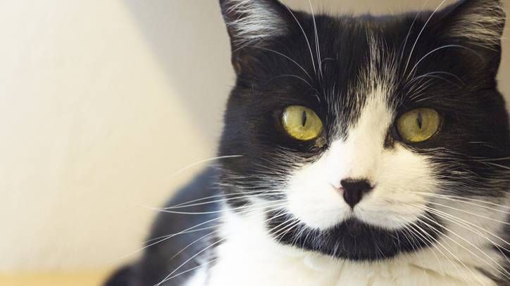 FIV in cats: Vet's guide to symptoms, treatment and management | PetsRadar