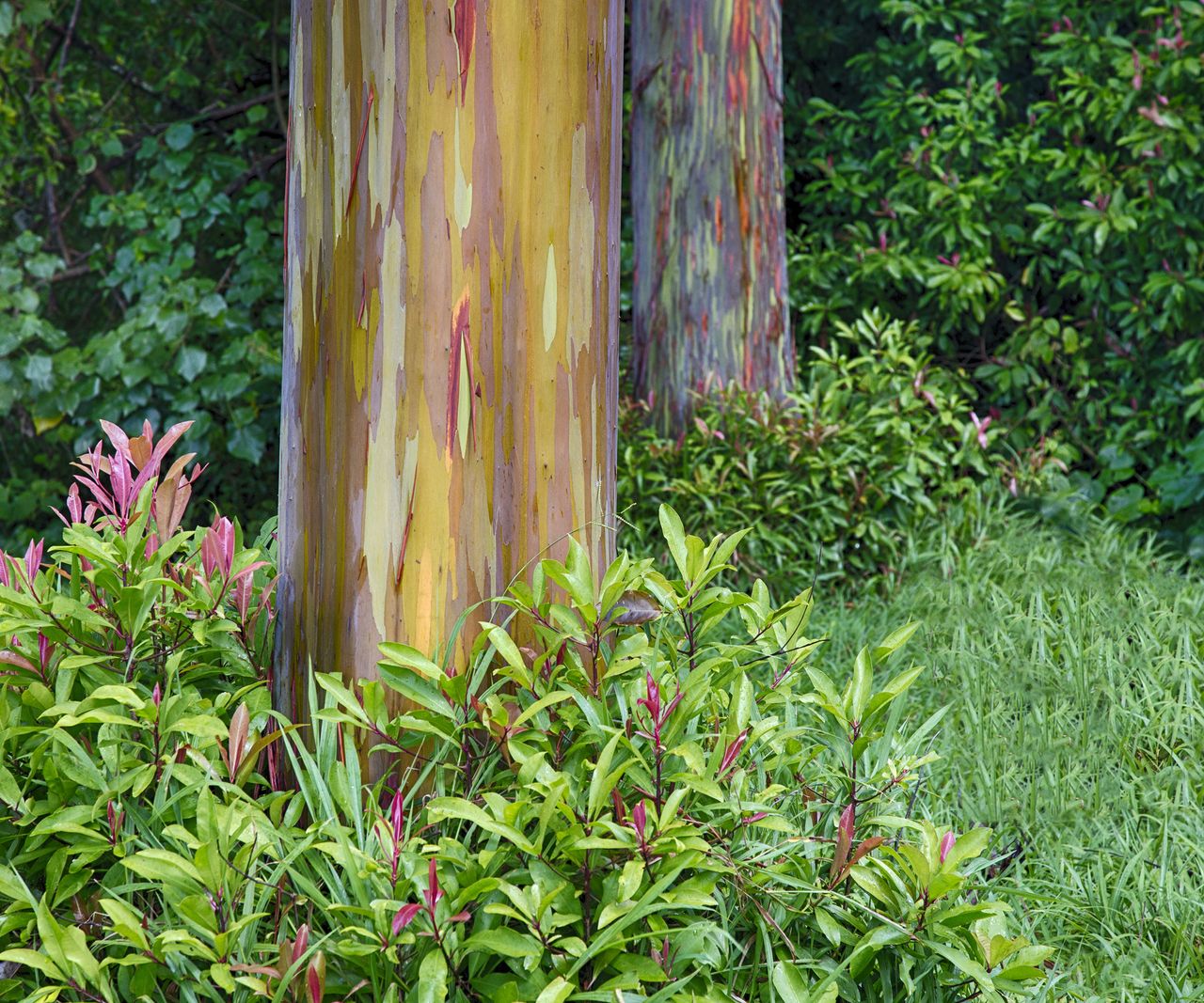Eucalyptus care and growing guide | Homes and Gardens