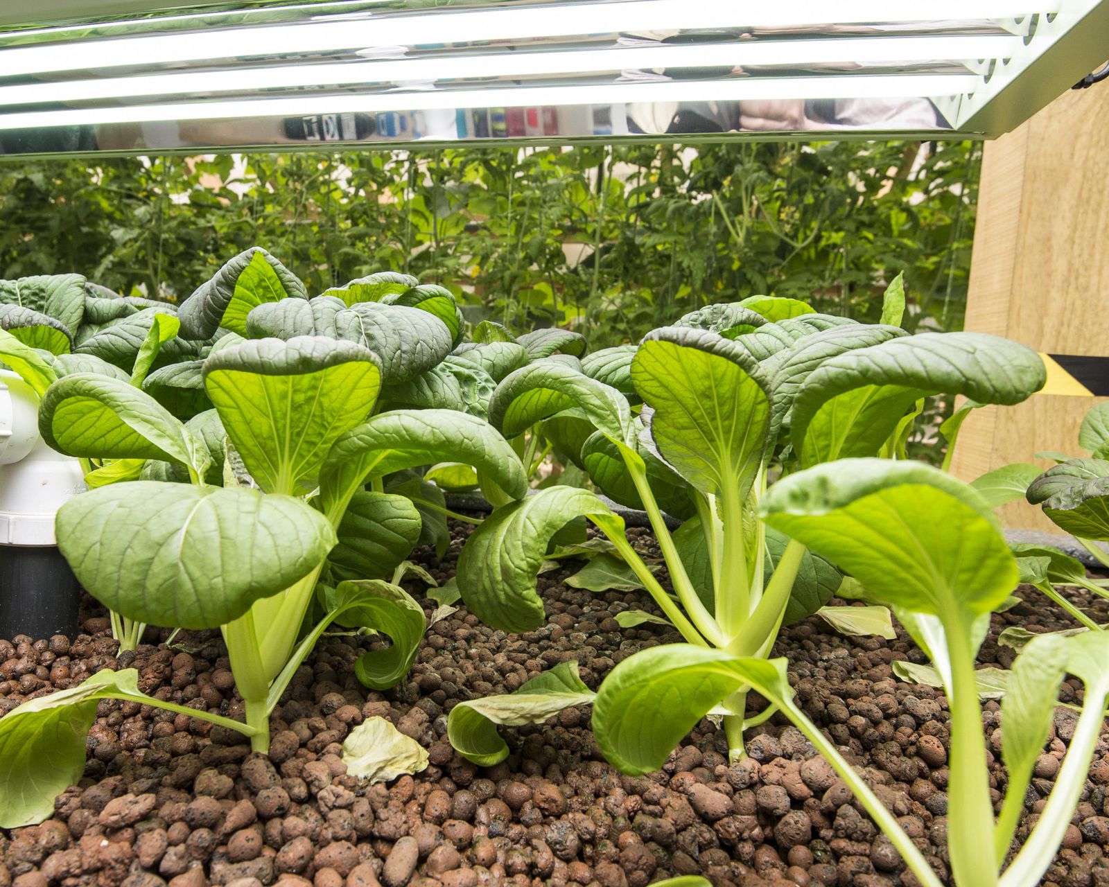 How to grow pak choi: expert planting, growing and care tips | Gardeningetc