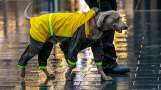 20 dog walking tips for a better time | PetsRadar