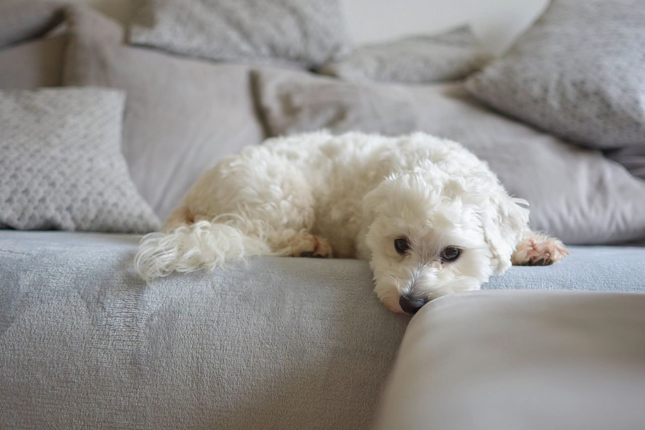 How to keep a dog off the sofa | Country Life