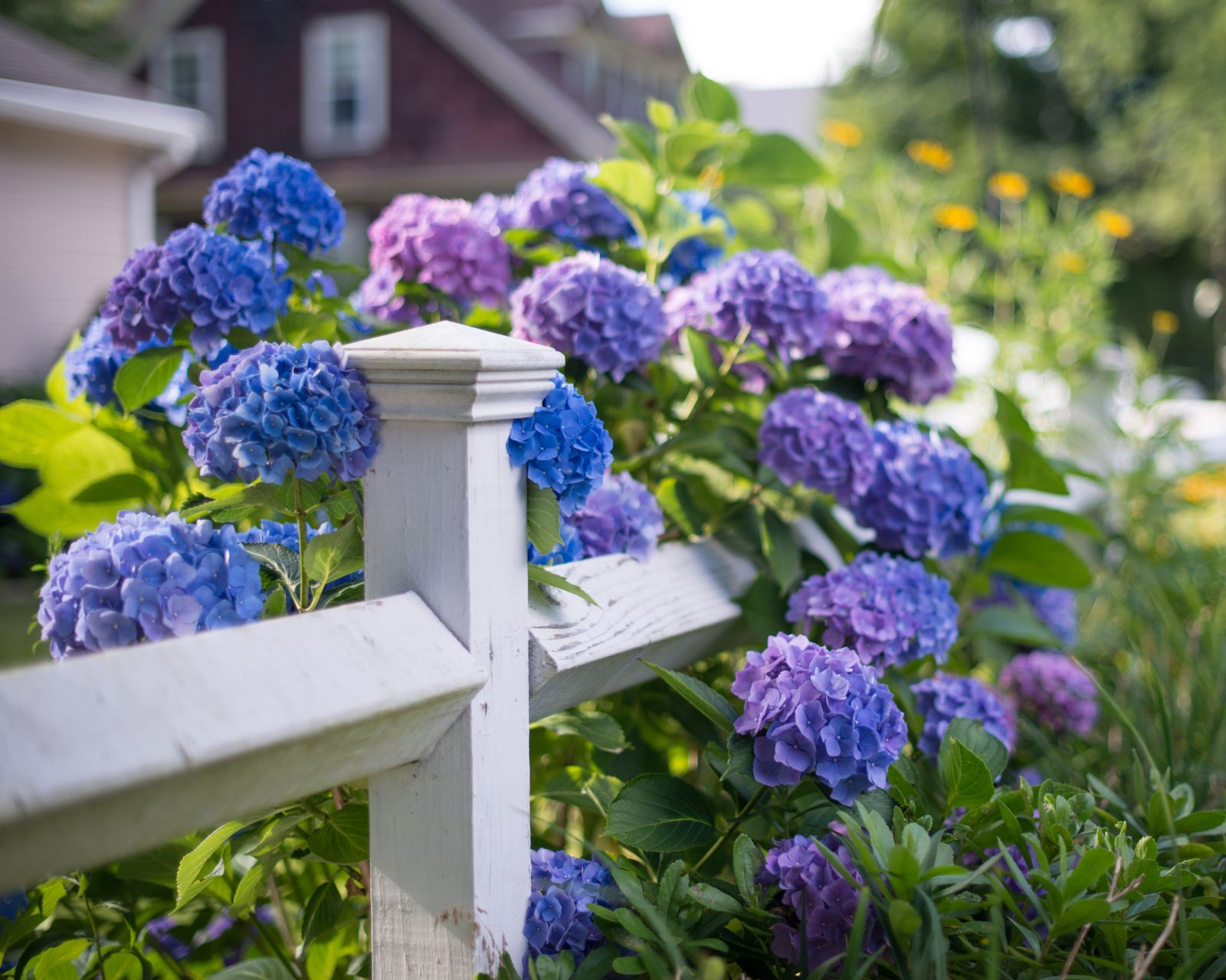 Best Hydrangea By Zone – Find The Right One For Your Climate ...