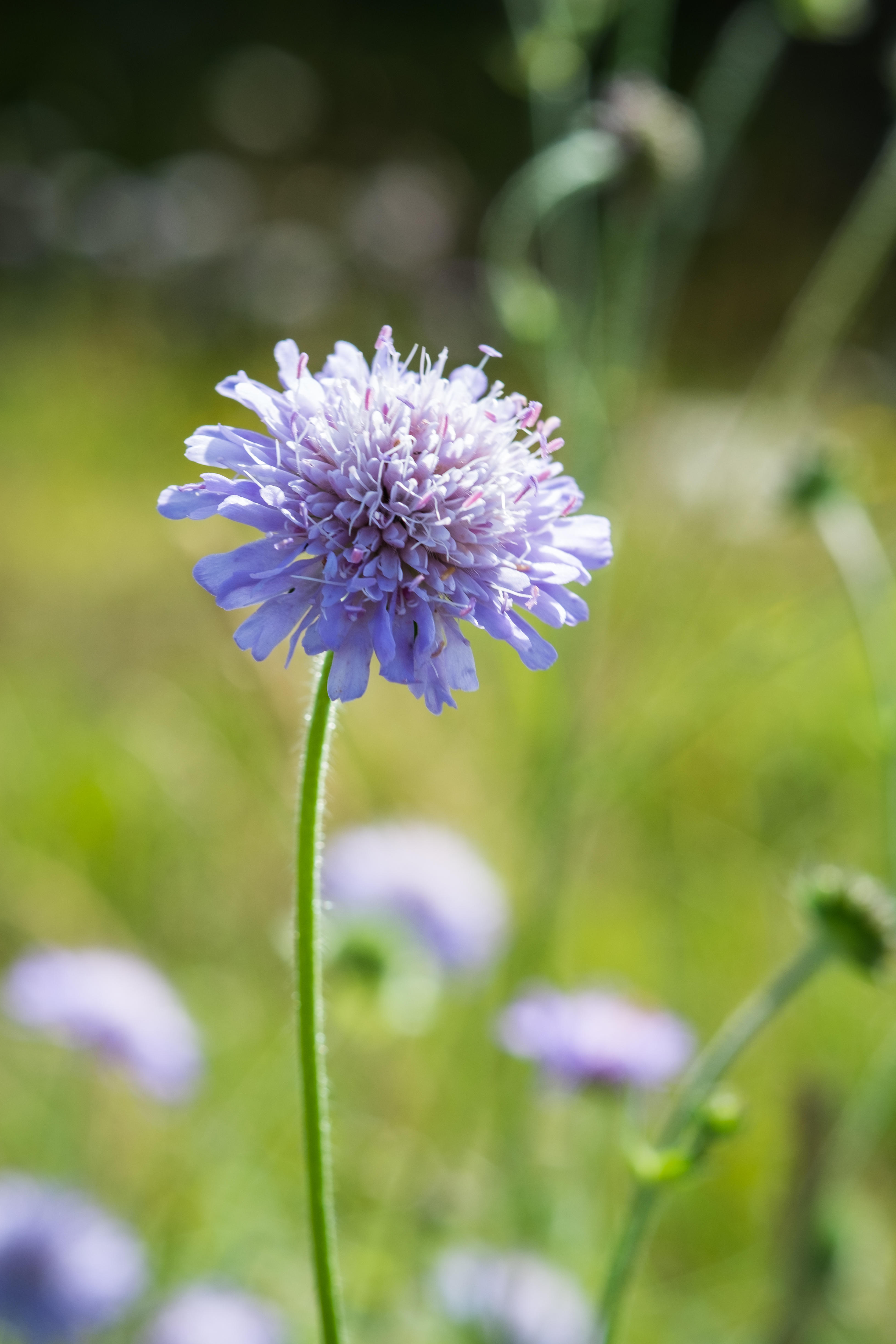 Flowers Native To England A Simple Guide To The Wildflowers Of Britain