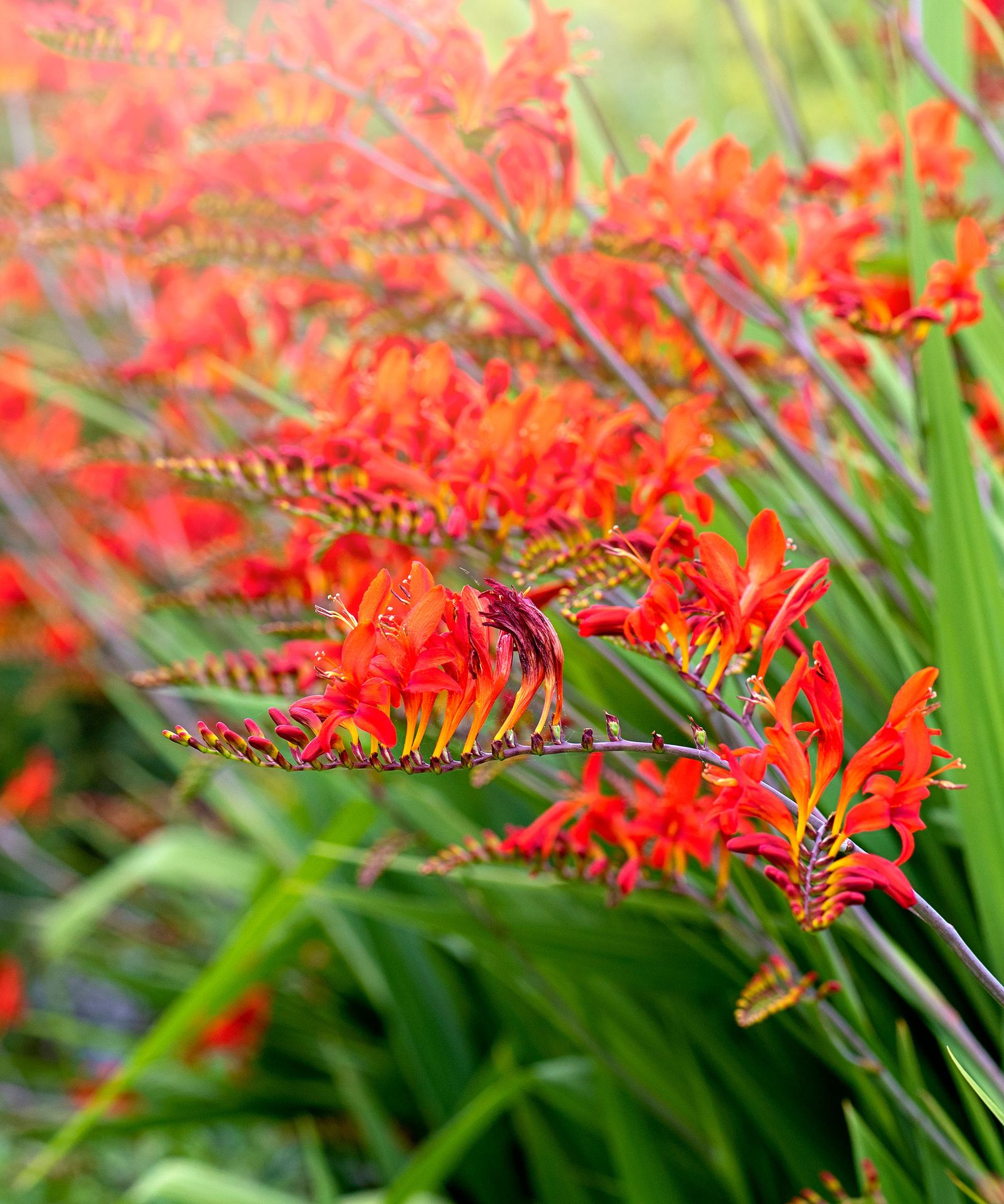 Crocosmia varieties: 16 gorgeous types of montbretia to try | Homes and ...