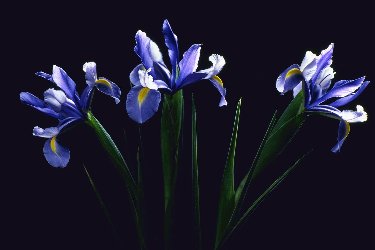 Do crocus bulbs multiply? Everything you need to know | Ideal Home