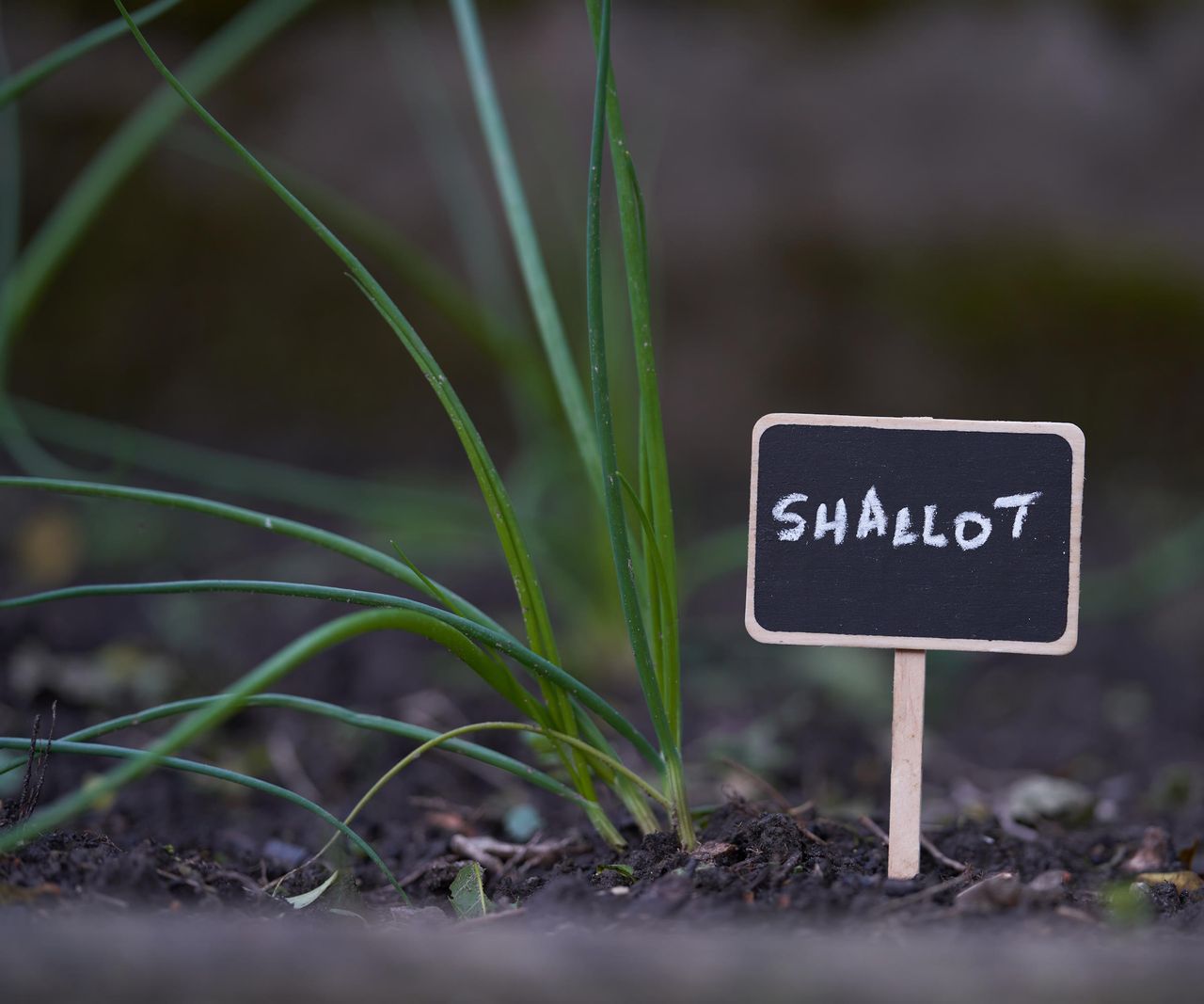 Learn how to grow shallots from an experienced gardener | Homes and Gardens