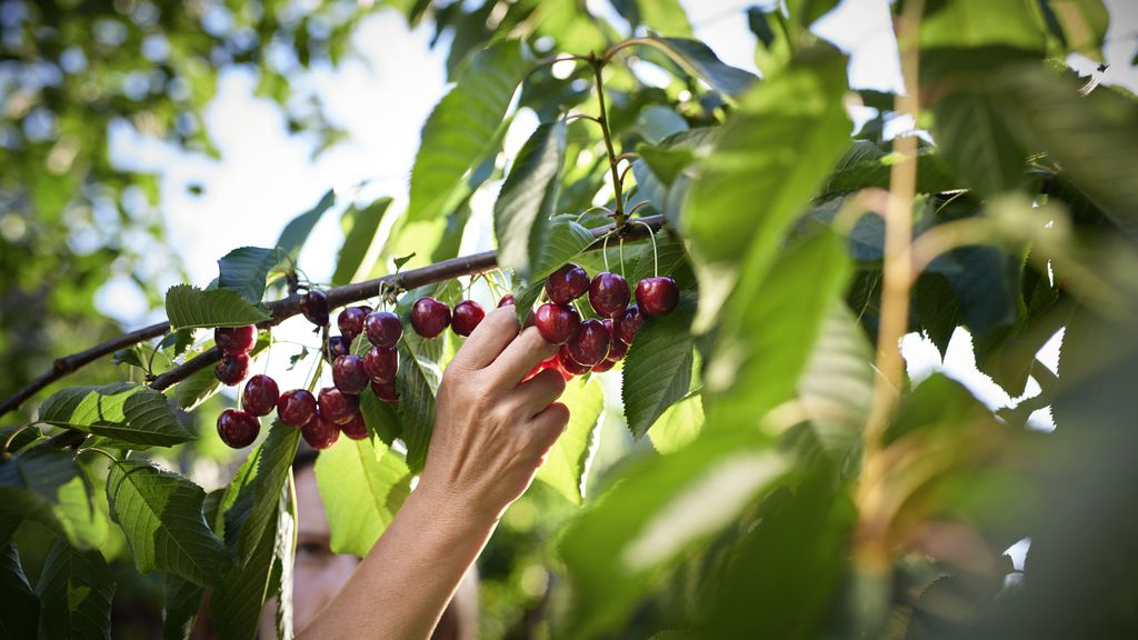 Best fruit trees: 24 varieties for tasty homegrown crops | Gardeningetc