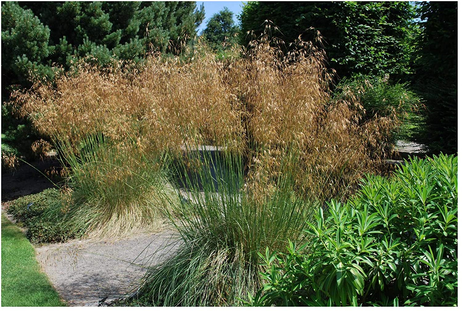 Ornamental grasses: the best types and how to grow them | Real Homes