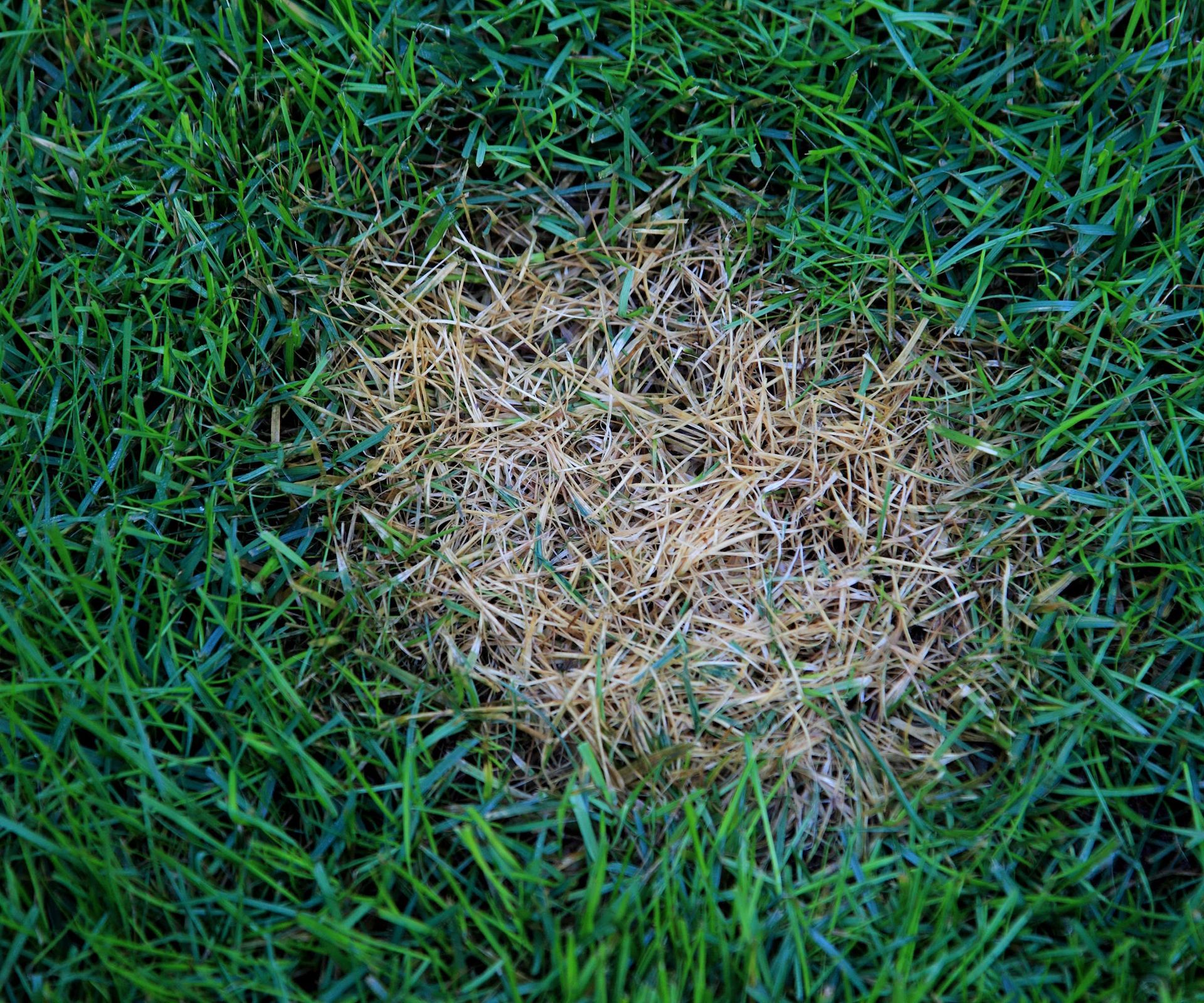 How to identify dollar spot on lawns and deal with the issue | Homes ...